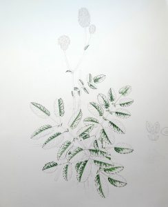 Great Burnet Step by Step - Lizzie Harper