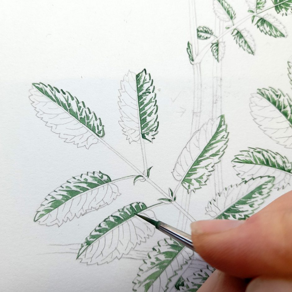 Great Burnet Step by Step - Lizzie Harper