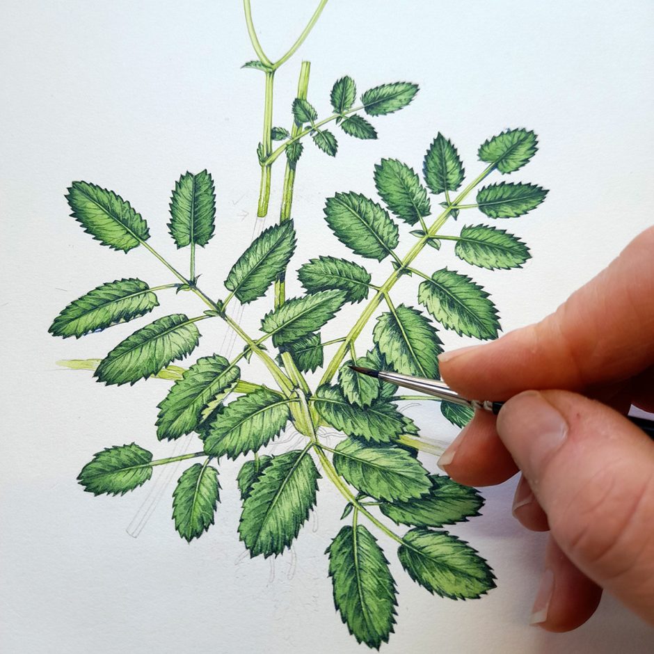 Great Burnet Step by Step - Lizzie Harper