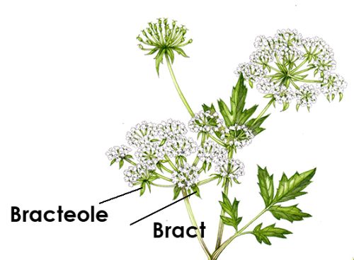 Lesser Water Parsnip Berula erecta bract vs bracteole - Lizzie Harper