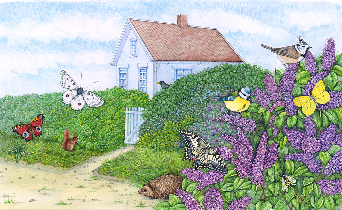Lilac Hedgerow encouraging wildlife - Lizzie Harper