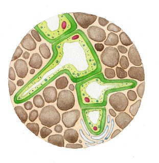 Root Tip Diagram - Lizzie Harper