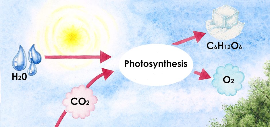 photosynthesis - Lizzie Harper