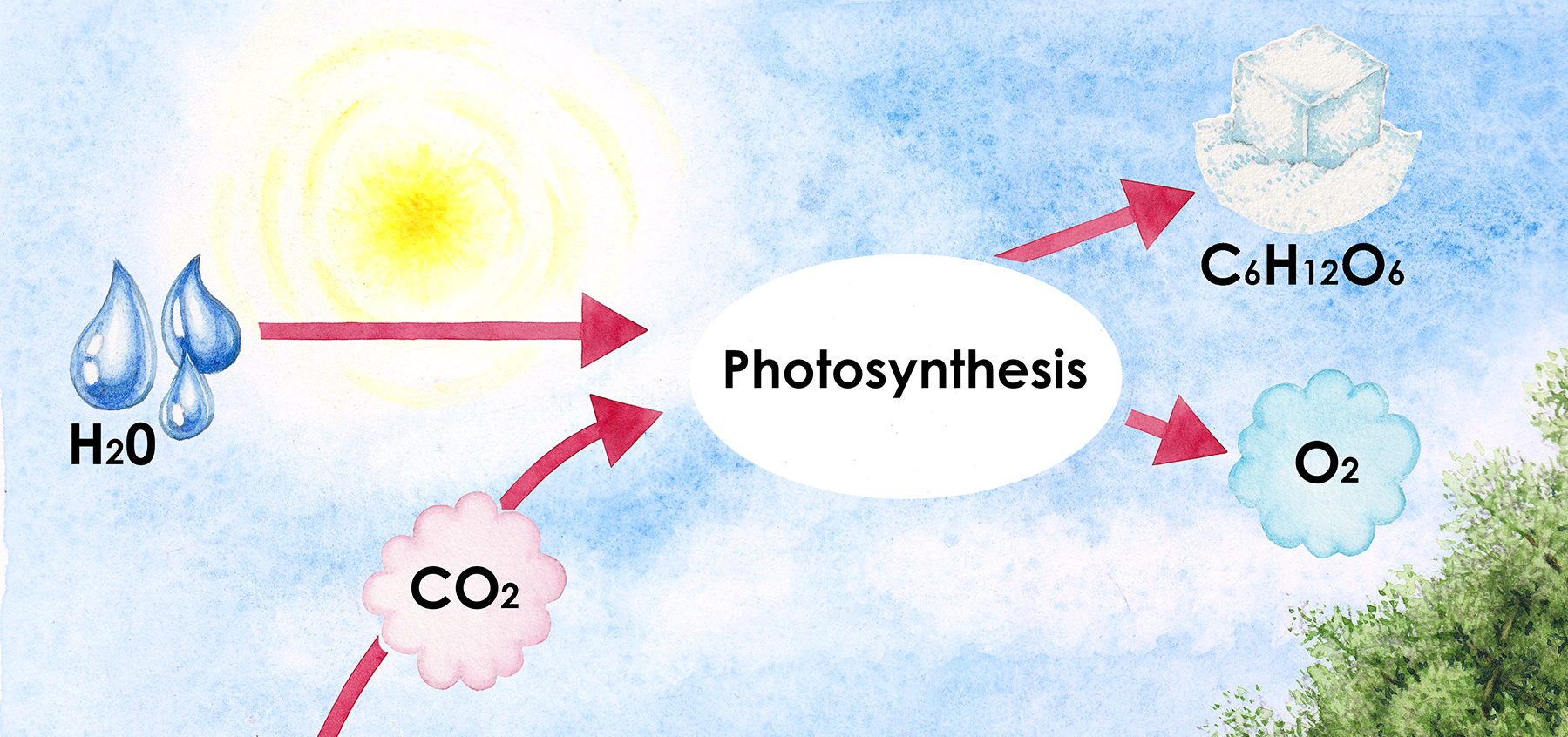 photosynthesis - Lizzie Harper