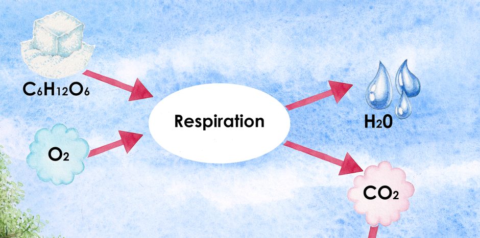 respiration - Lizzie Harper