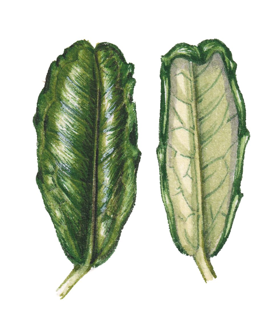Illustrating the Cannock Chase Berry Vaccinium intermedium - Lizzie Harper