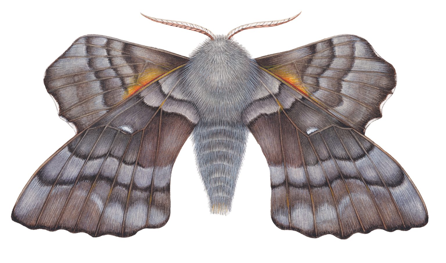Poplar Hawk Moth Laothoe populi - SOLD - Lizzie Harper