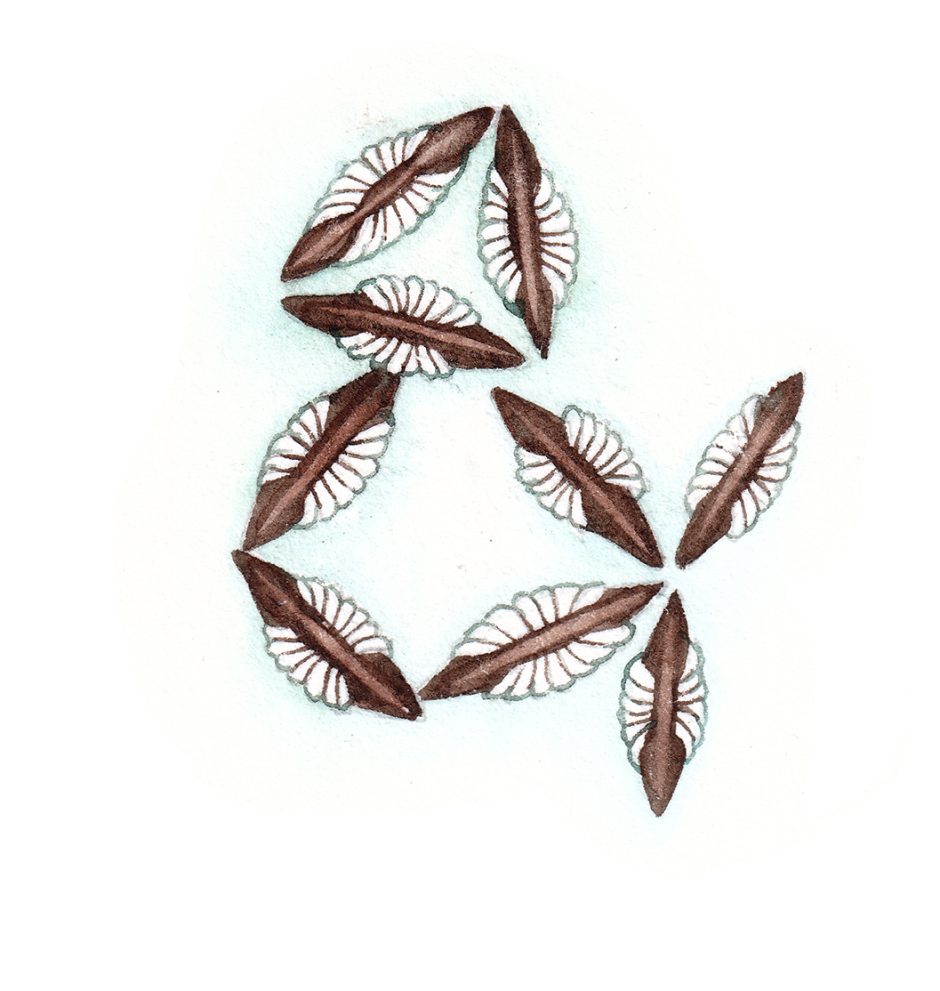 Mosquito life cycle - illustrating the Anopholes mosquito - Lizzie Harper