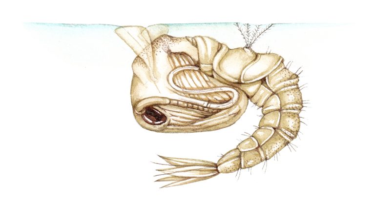 Mosquito life cycle - illustrating the Anopholes mosquito - Lizzie Harper