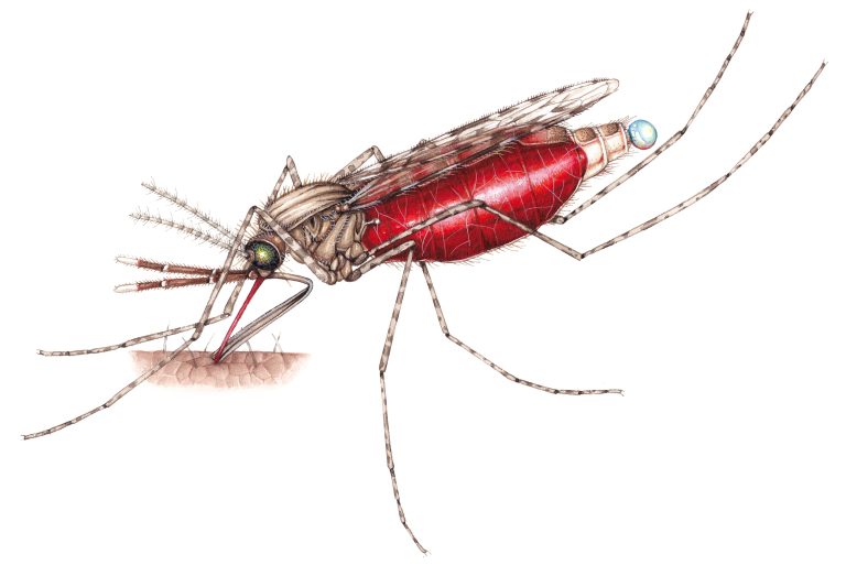 Mosquito life cycle - illustrating the Anopholes mosquito - Lizzie Harper
