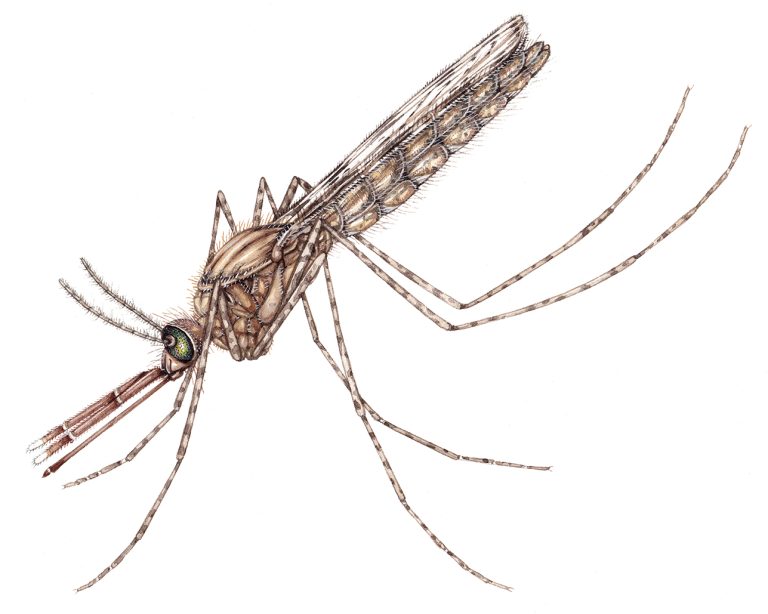 Mosquito life cycle - illustrating the Anopholes mosquito - Lizzie Harper