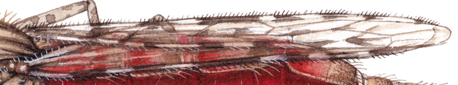 Mosquito life cycle - illustrating the Anopholes mosquito - Lizzie Harper