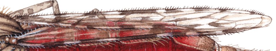 Mosquito life cycle - illustrating the Anopholes mosquito - Lizzie Harper