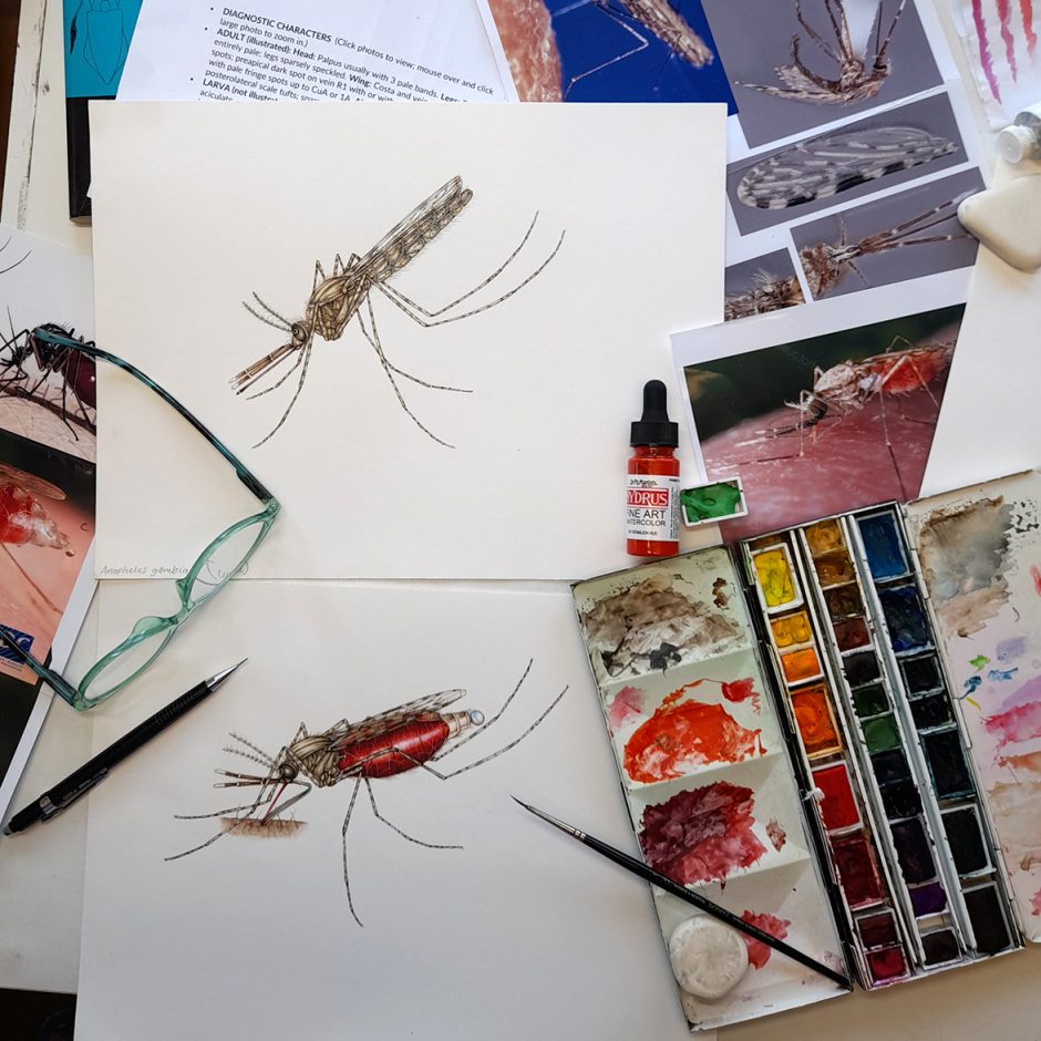 Mosquito life cycle - illustrating the Anopholes mosquito - Lizzie Harper