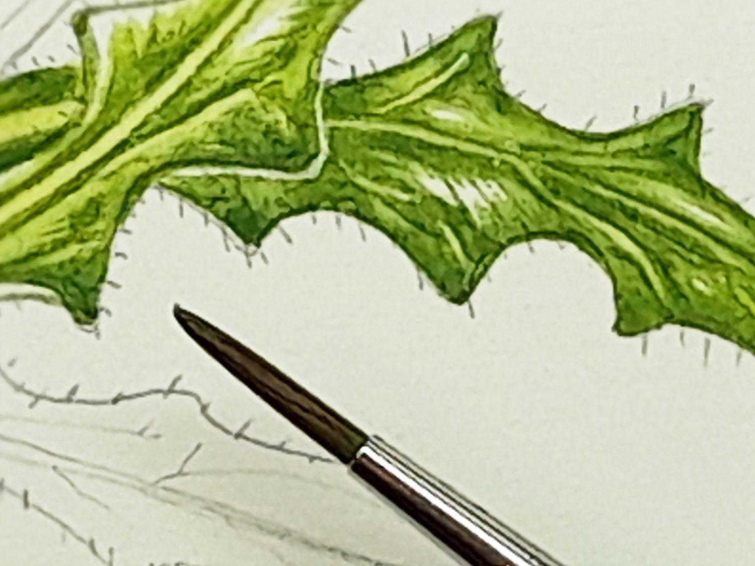 Rosemary Red dot Designer leaf done tip - Lizzie Harper