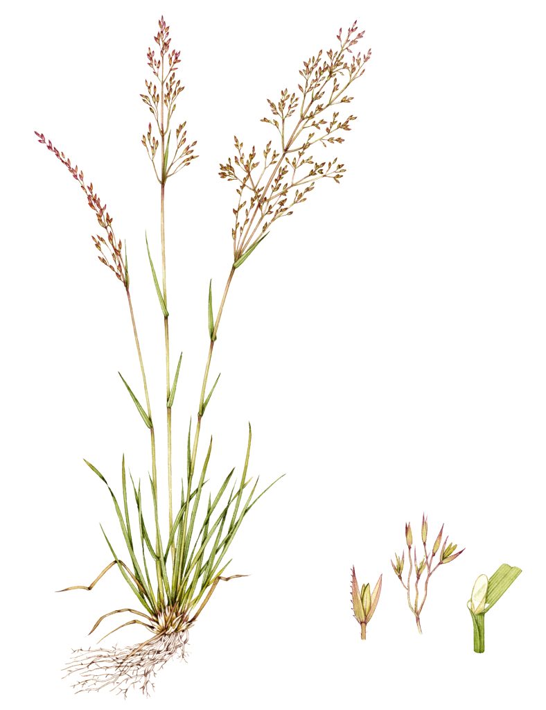 Rough bent Agrostis scabra - Lizzie Harper