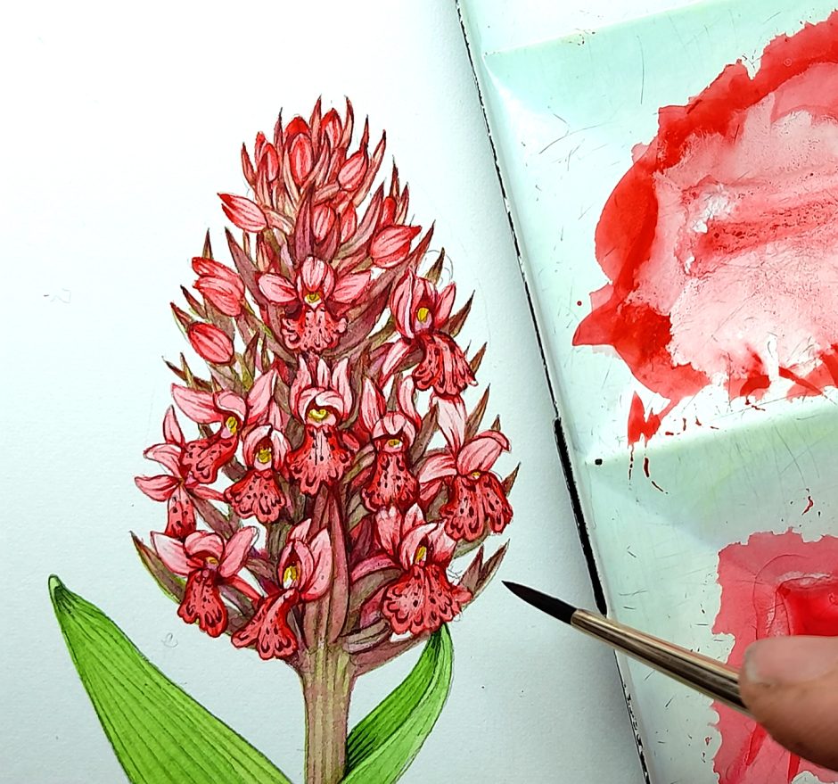 Botanical Illustration step by step Archives - Lizzie Harper
