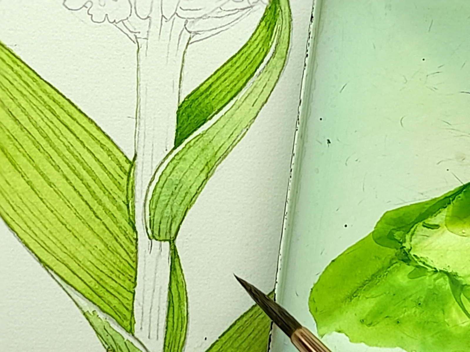 Orchid Botanical Illustration Step by step - Lizzie Harper