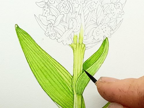 Orchid Botanical Illustration Step by step - Lizzie Harper