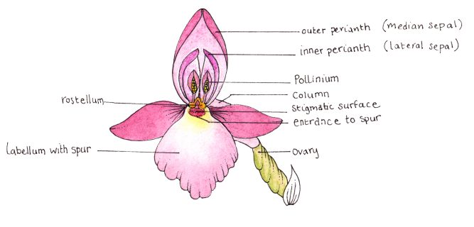 Orchid Botanical Illustration Step by step - Lizzie Harper