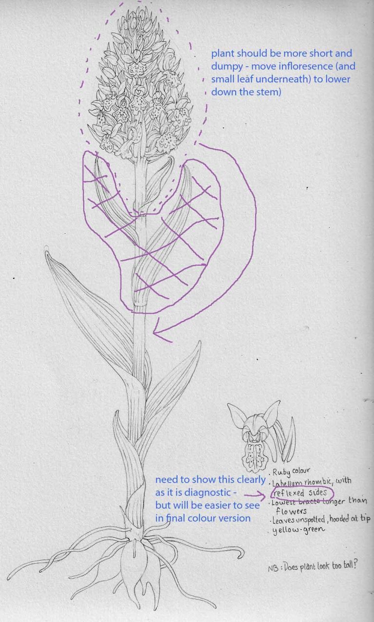 Orchid Botanical Illustration Step by step - Lizzie Harper