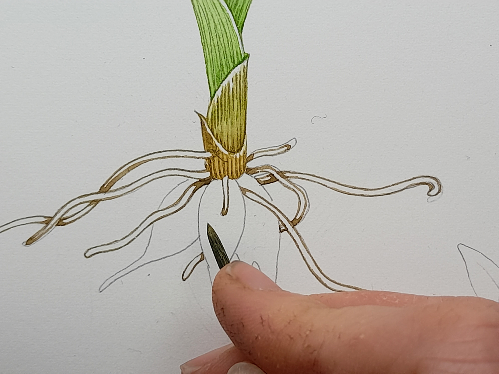 Orchid Botanical Illustration Step by step - Lizzie Harper