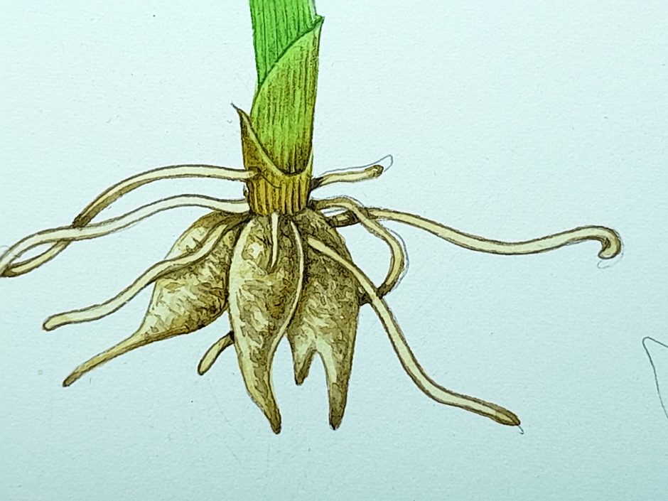 Orchid Botanical Illustration Step by step - Lizzie Harper