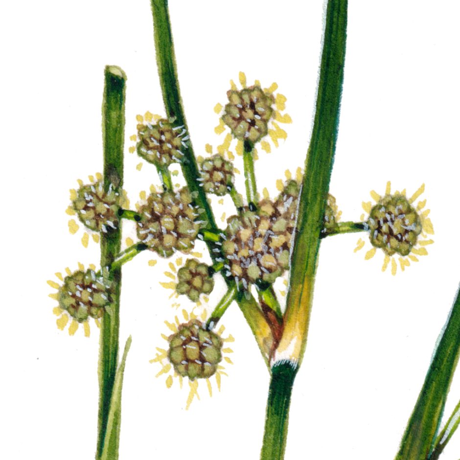 Round-headed Club-rush Scirpoides holoschoenus detail - Lizzie Harper