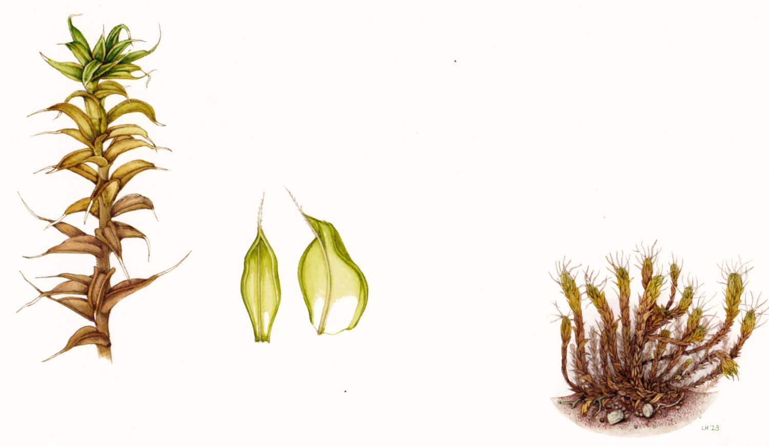 Sand hill Screwmoss Syntrichia ruraliformis ruraliformis dry specimen ...