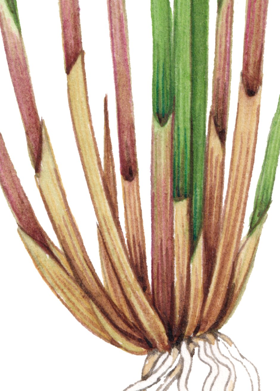 Sharp rush Juncus acutus detail 2 - Lizzie Harper