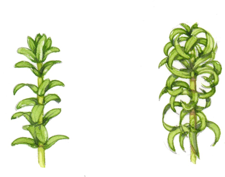 Canadian Waterweed Elodea canadensis Nuttalls waterweed Elodea nuttalli ...