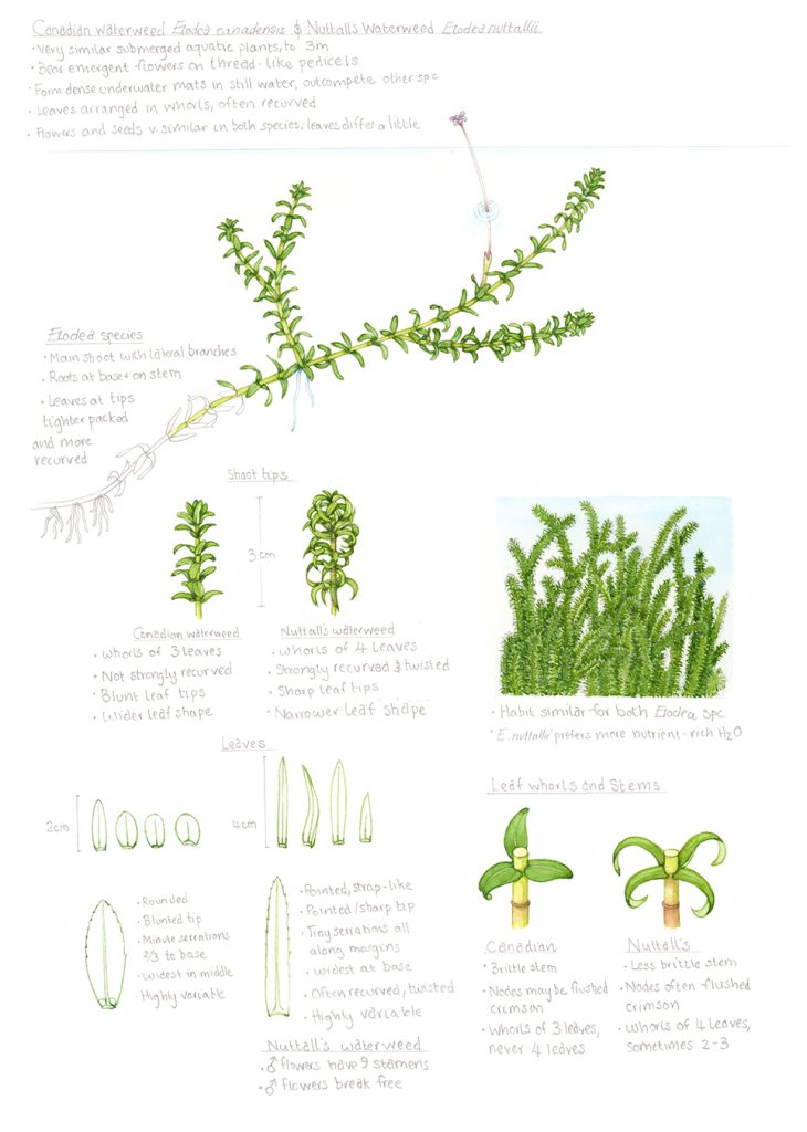 Canadian Waterweed Elodea canadensis Nuttalls waterweed Elodea nuttalli ...