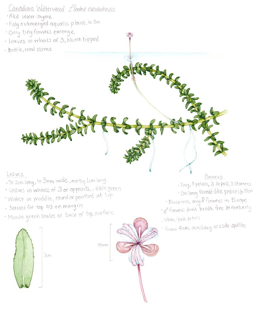 Canadian waterweed Elodea canadensis sketchbook study - Lizzie Harper
