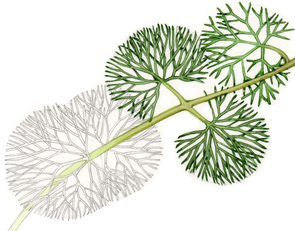 Fanwort Cabomba caroliniana sketchbook leaf detail - Lizzie Harper