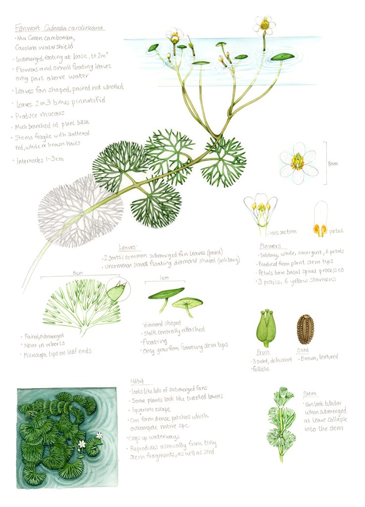 Fanwort Cabomba caroliniana sketchbook study - Lizzie Harper