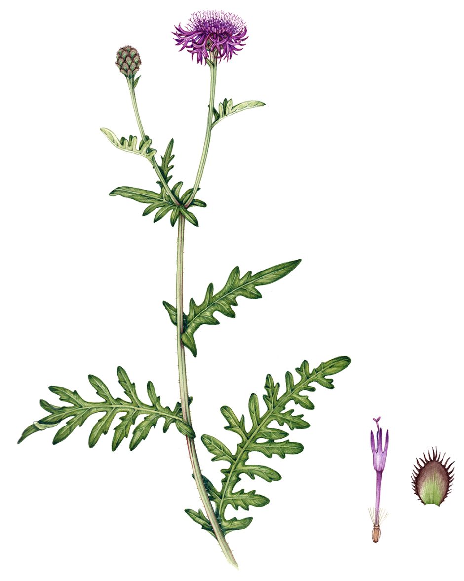 Greater Knapweed Centaurea scabiosa - Lizzie Harper