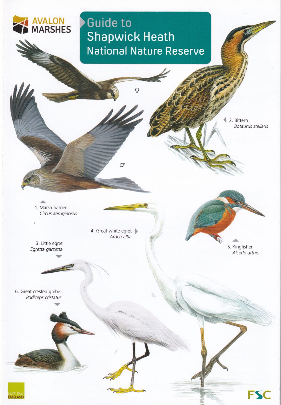 Shapwick Heath wildlife guide - Lizzie Harper