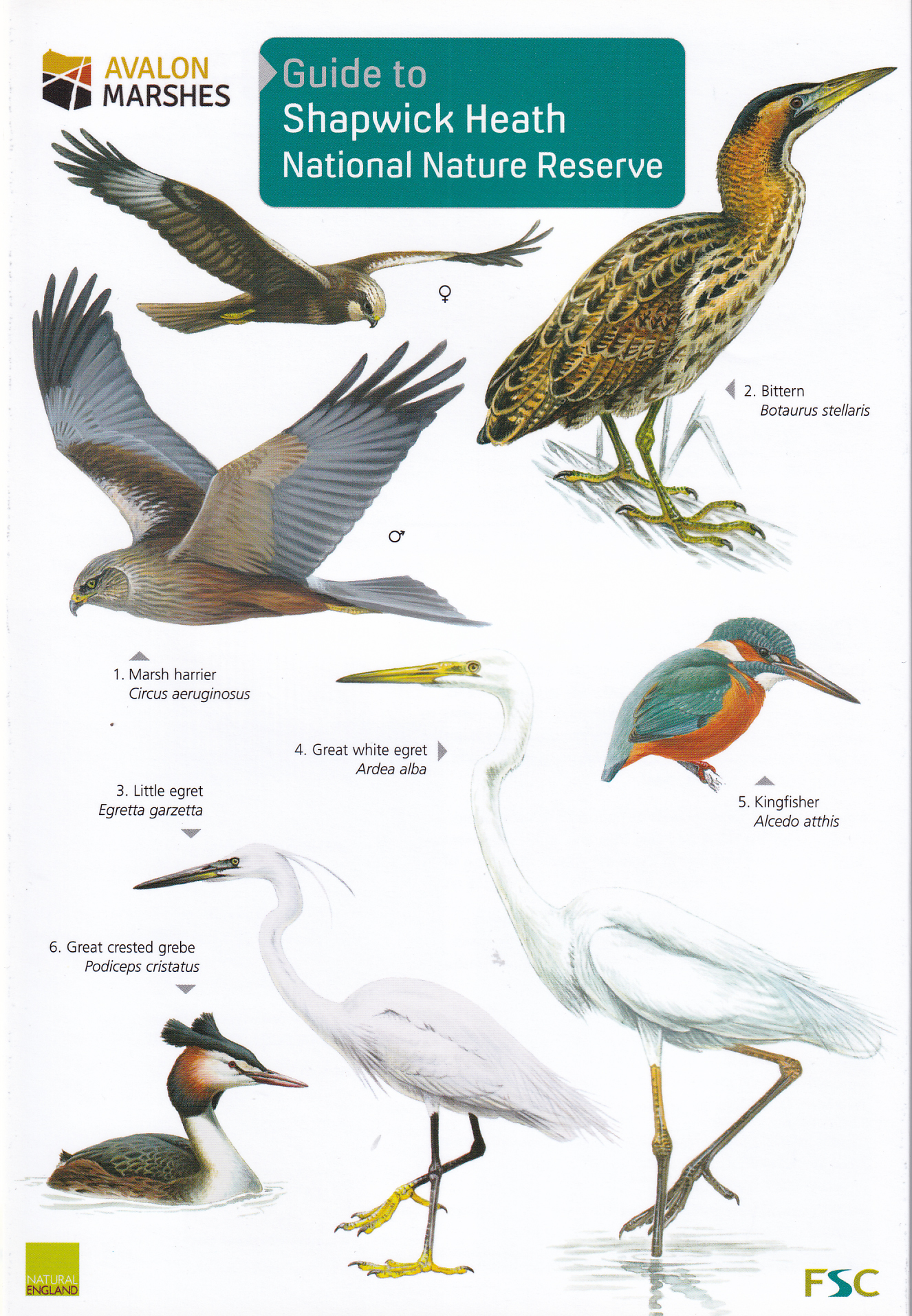 Shapwick Heath wildlife guide - Lizzie Harper