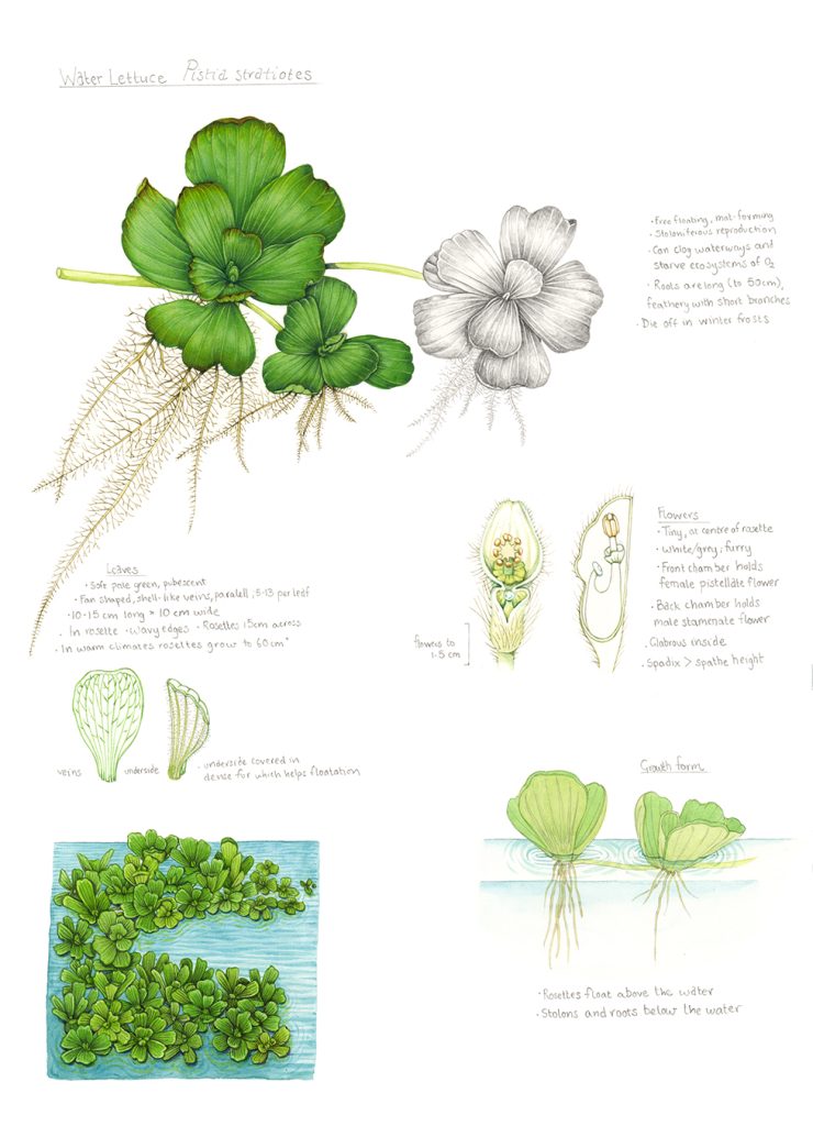 Water Lettuce Pistia stratiotes sketchbook study - Lizzie Harper
