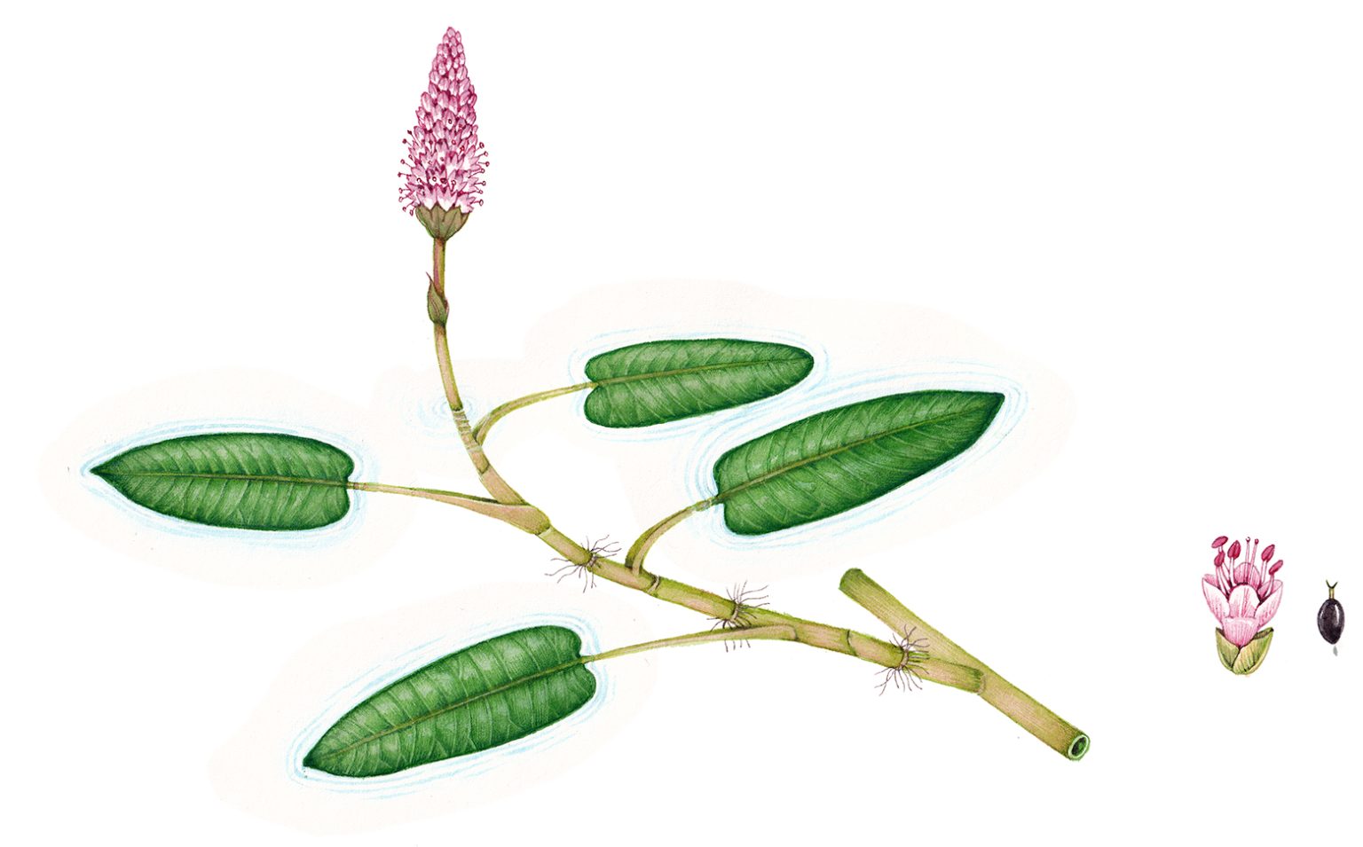Amphibious bistort Polygonum amphibium - Lizzie Harper