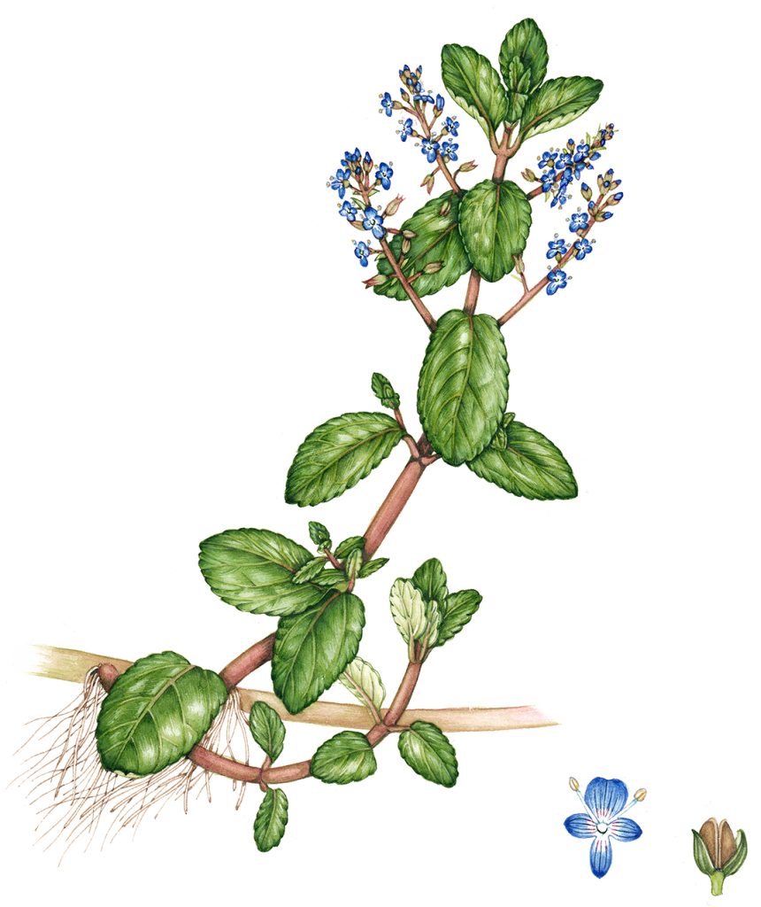 Brooklime Veronica beccabunga - SOLD - Lizzie Harper
