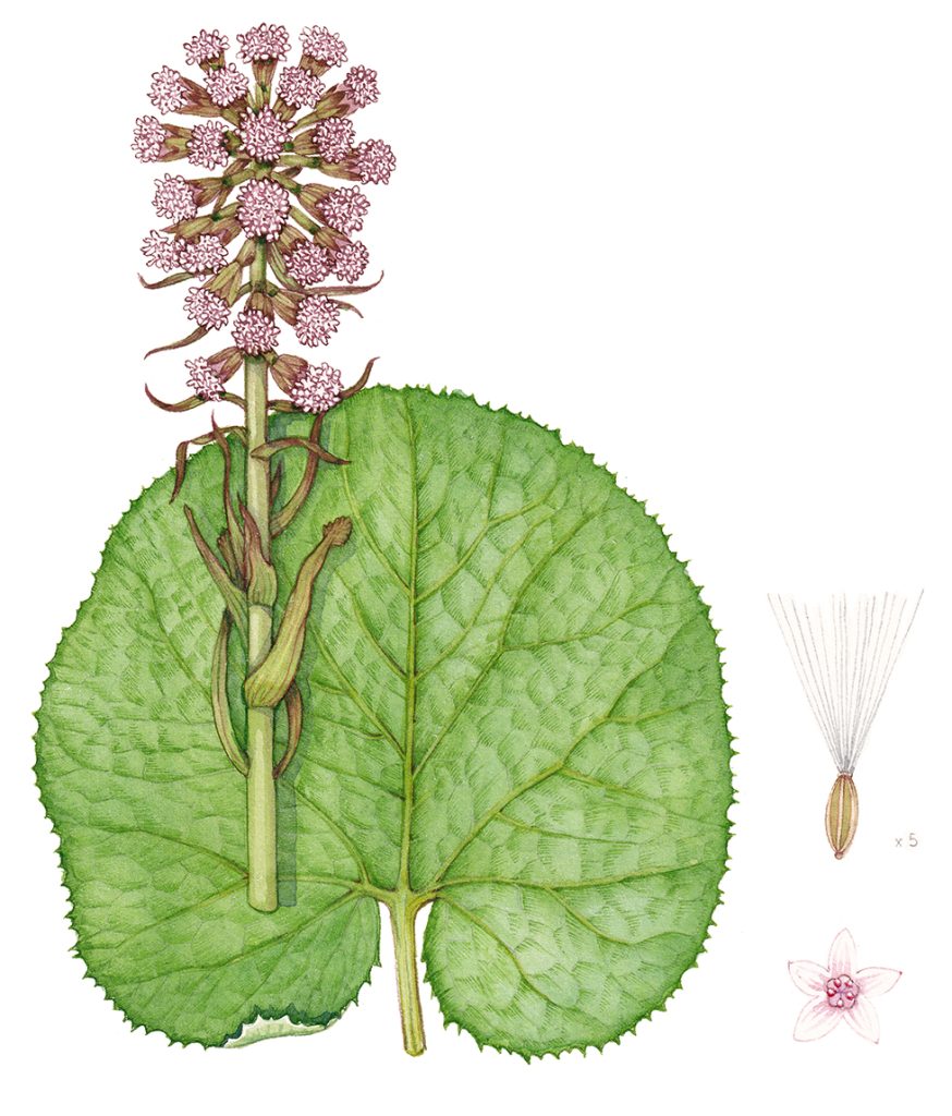 Common butter-bur Petasites hybridus - Lizzie Harper