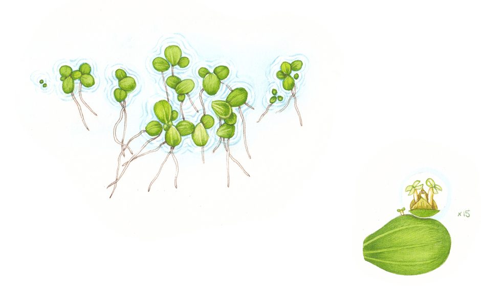Common duckweed Lemna minor - Lizzie Harper
