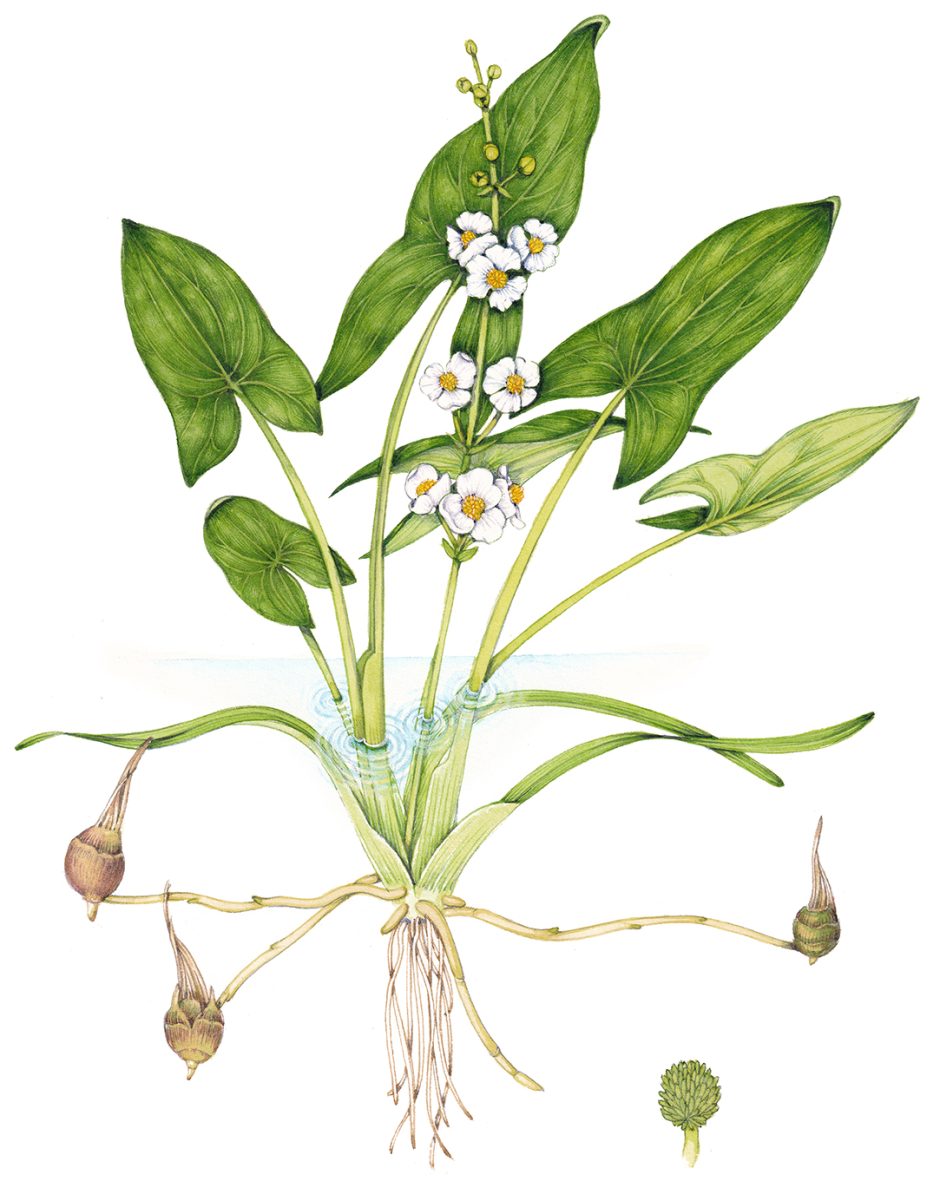 Duck potato Sagittaria latifolia - Lizzie Harper