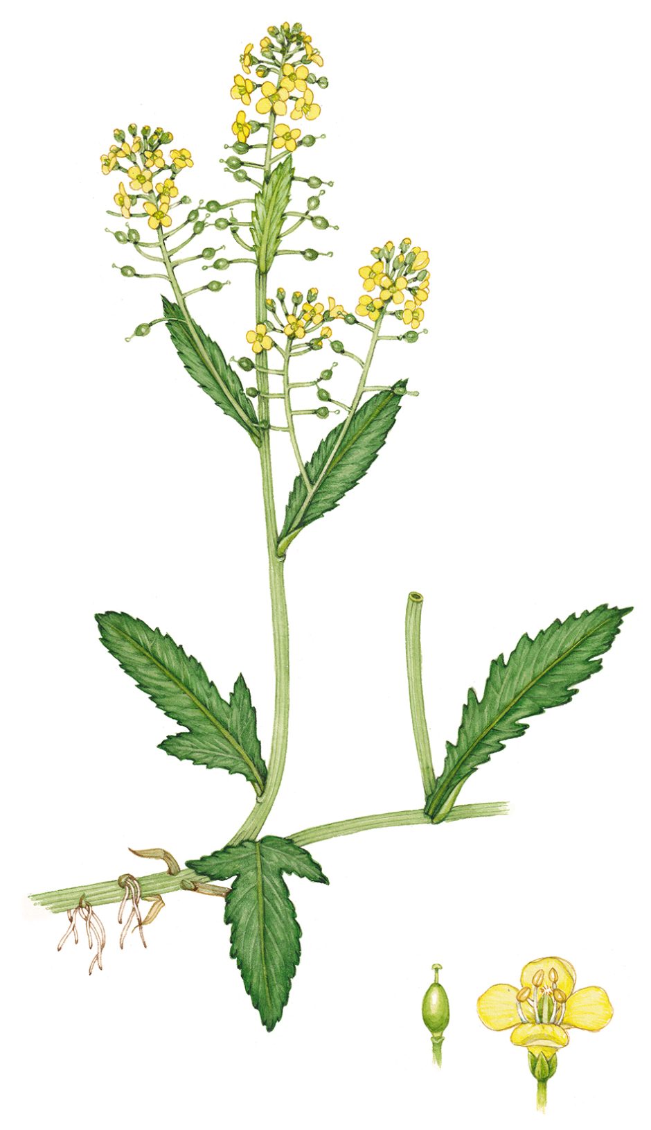 Great yellow-cress Rorippa amphibia - Lizzie Harper