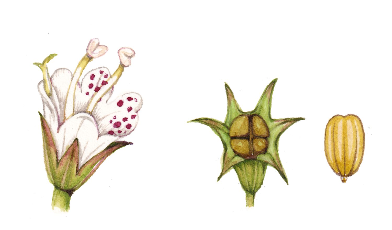Wildflower families: Lamiaceae - Lizzie Harper