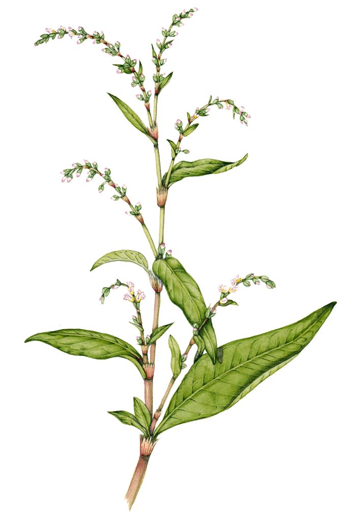 Water-pepper Persicaria hydropiper - Lizzie Harper