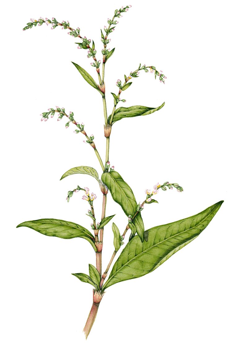 Water-pepper Persicaria hydropiper - Lizzie Harper