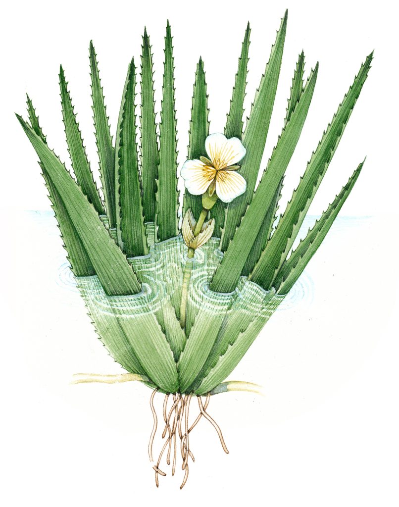 Water soldier Stratiotes aloides - Lizzie Harper