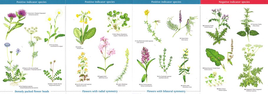 Grassland Plants identification guide - Lizzie Harper